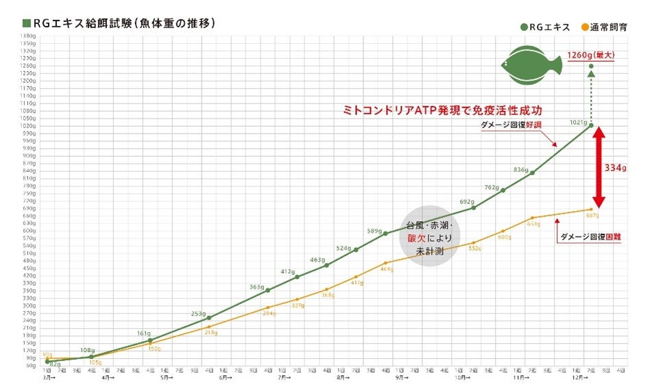 温泉に潜む小さな救世主。温泉藻類RG92が養殖業の未来を変える！｜株式会社SARABiO温泉微生物研究所のストーリー｜PR TIMES STORY