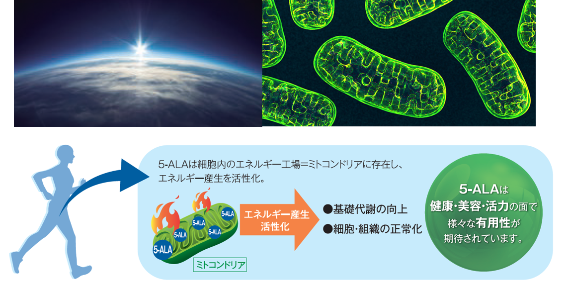5-ALAのパイオニア、SBIアラプロモの新たな挑戦。競争激化のダイエットサプリ市場に「日本初※W配合、糖＆脂W燃焼」で戦いを挑む｜SBIアラプロモ株式会社のストーリー｜PR TIMES STORY
